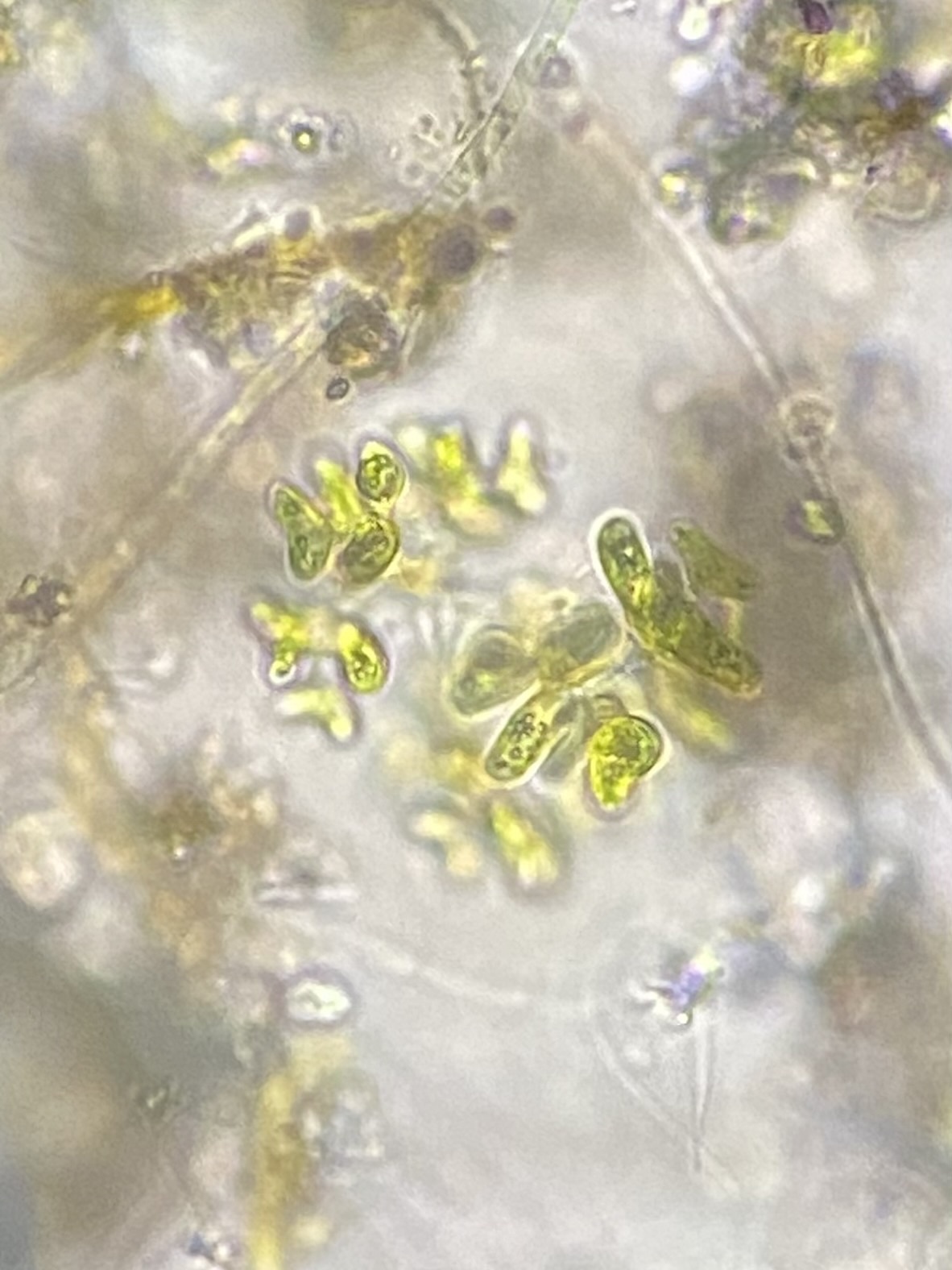 Dimorphococcus Braun, 1855