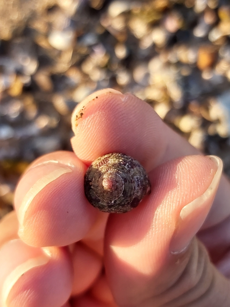 Clanculus clangulus from Collaroy NSW 2097, Australia on February 08 ...