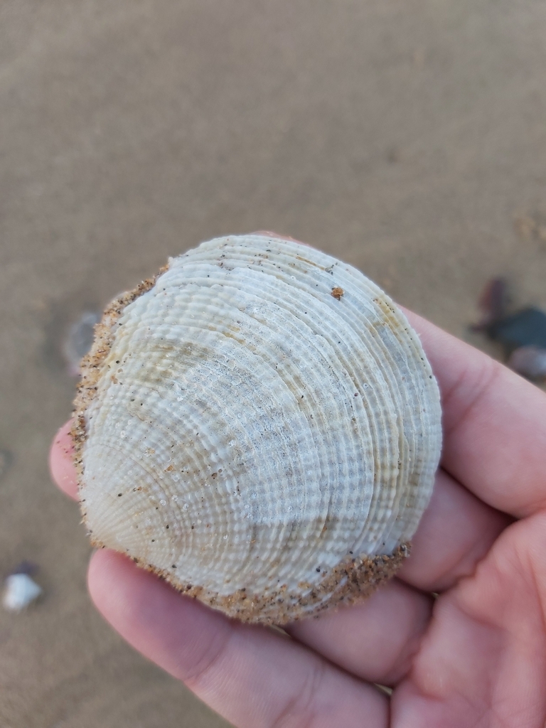 Codakia rugifera from Australia on February 08, 2022 at 07:39 PM by Tim ...