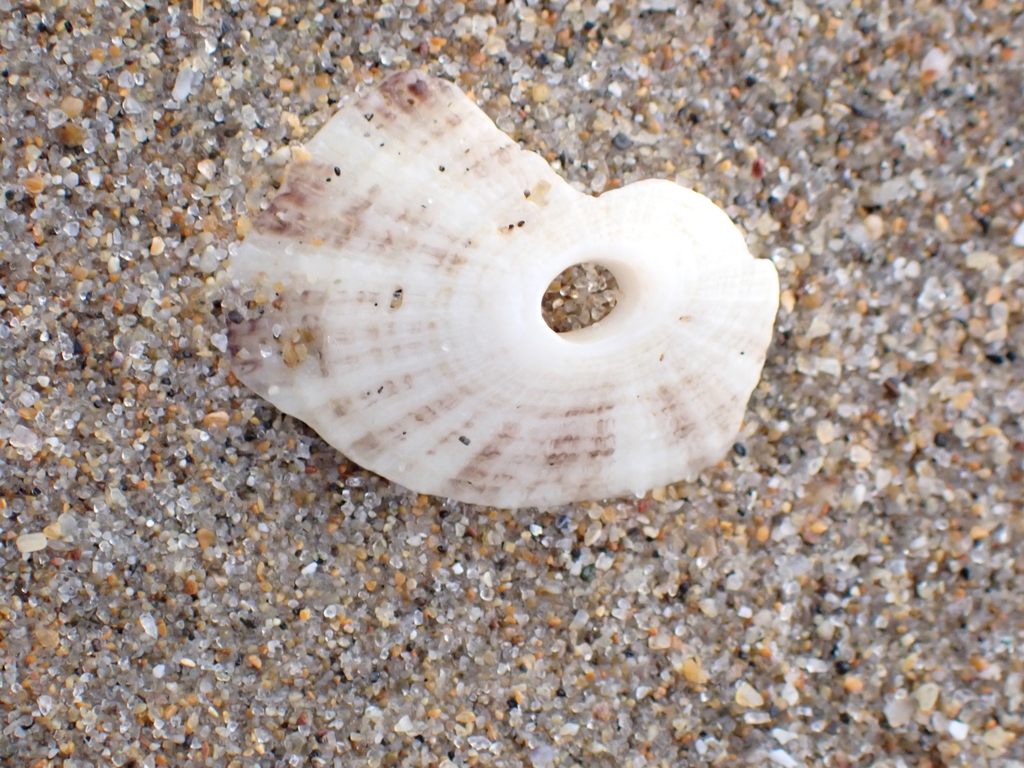 Rough Keyhole Limpet from Santa Cruz, California, United States on ...