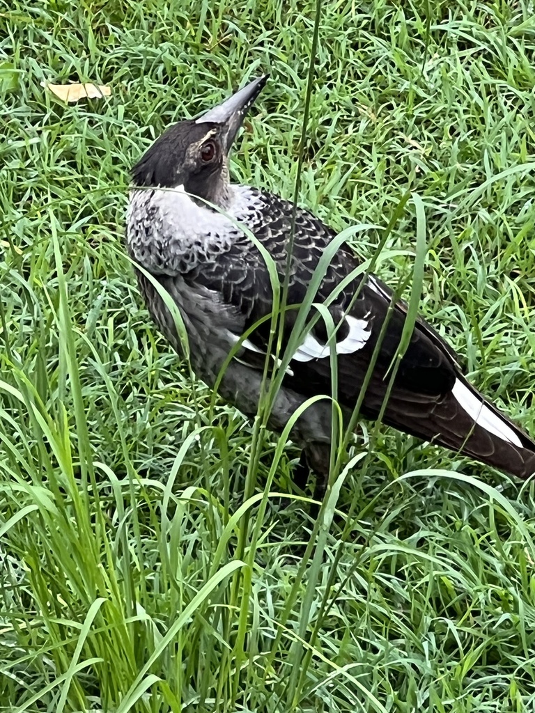 Australian Magpie from Moreton Bay Marine Park, Russell Island, QLD, AU ...