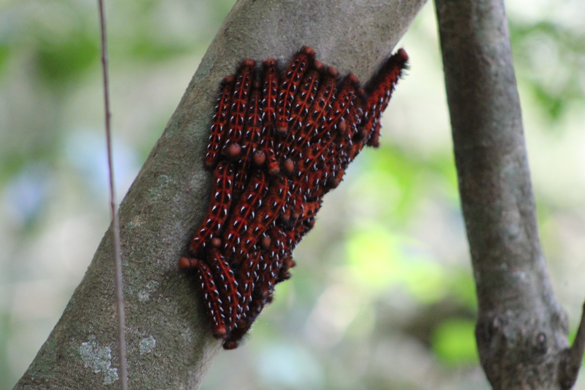 Morpho hercules (Dalman, 1823)