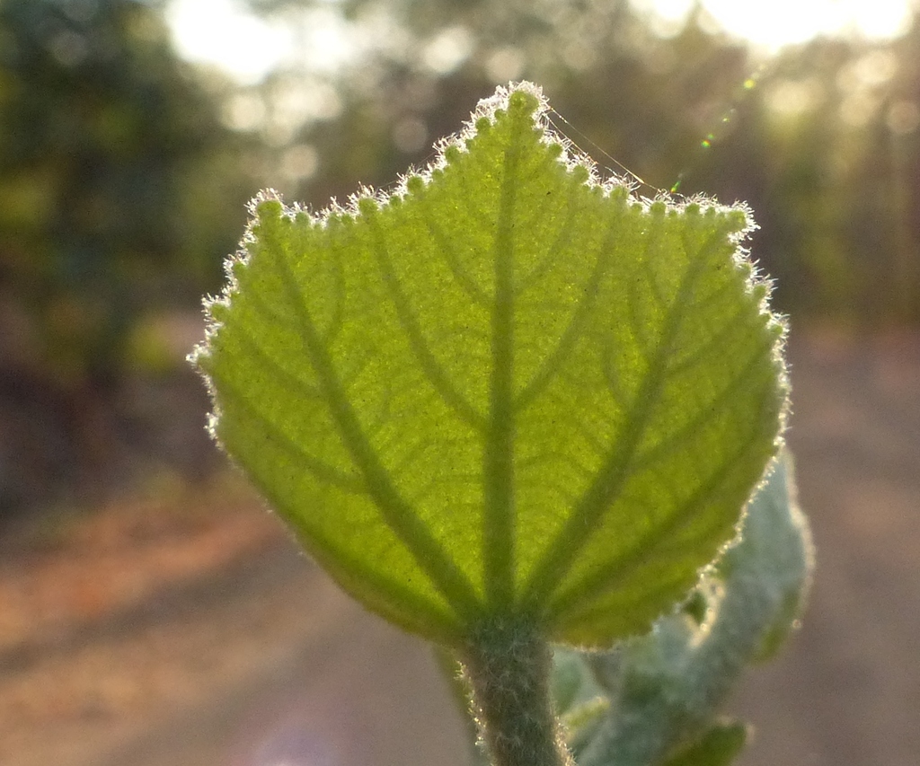 Kydia calycina from Majivali, Maharashtra 401303, India on February 26 ...