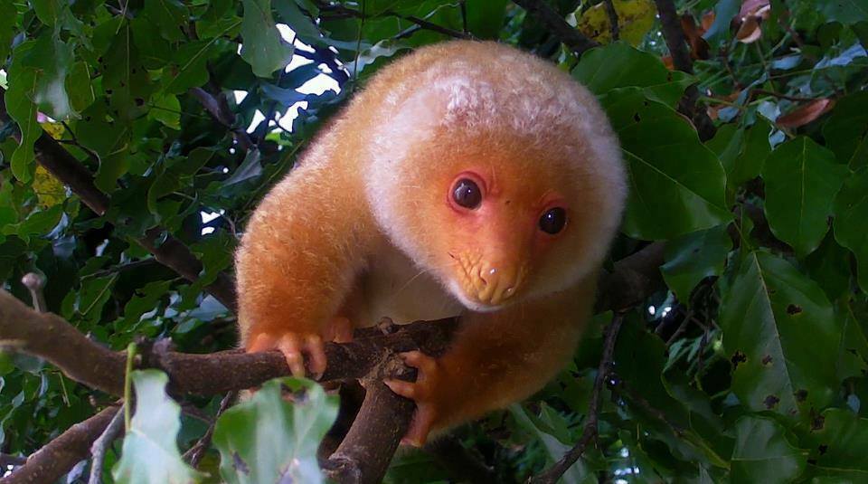 Common Spotted Cuscus (Spilocuscus maculatus) - Know Your Mammals