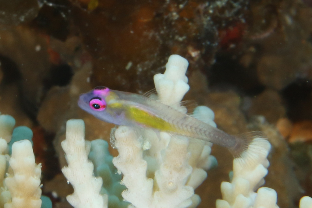 Purple-eye Goby in December 2022 by Mark Rosenstein · iNaturalist
