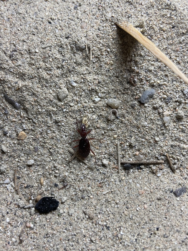 Rhadine from Red Rock Canyon State Park, Kern, California, United ...