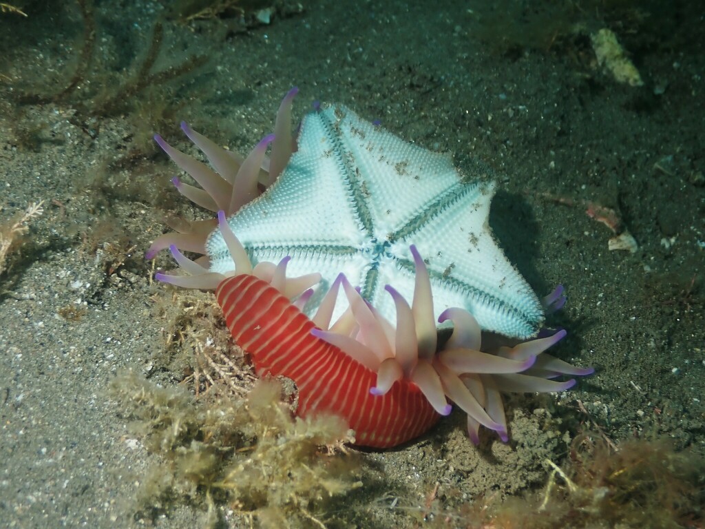 New Zealand Common Cushion Star from Whitireia Point on December 20 ...