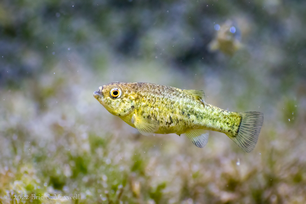 Comanche Springs Pupfish in January 2022 by Eric C. Maxwell · iNaturalist