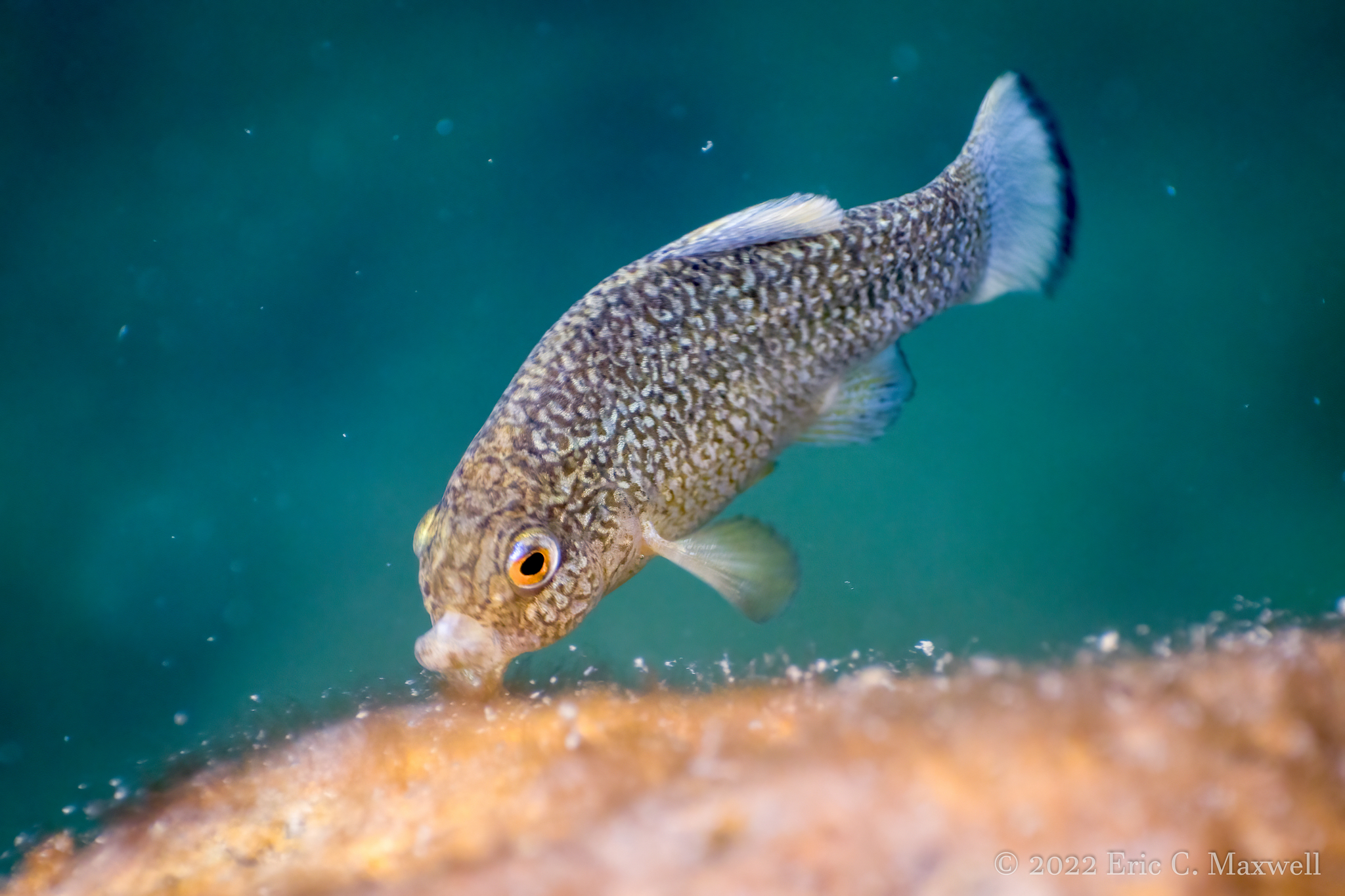 Cyprinodon elegans Baird & Girard, 1853