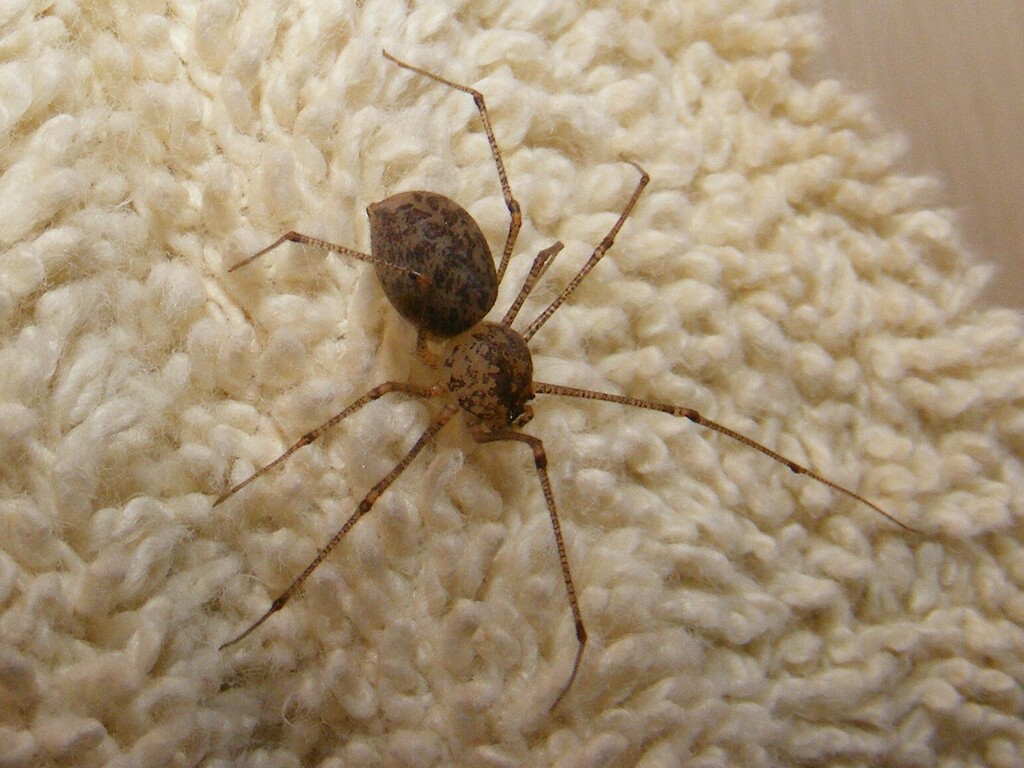 Scytodes atlacoya from Newton County, MS, USA on August 10, 2018 at 09: ...