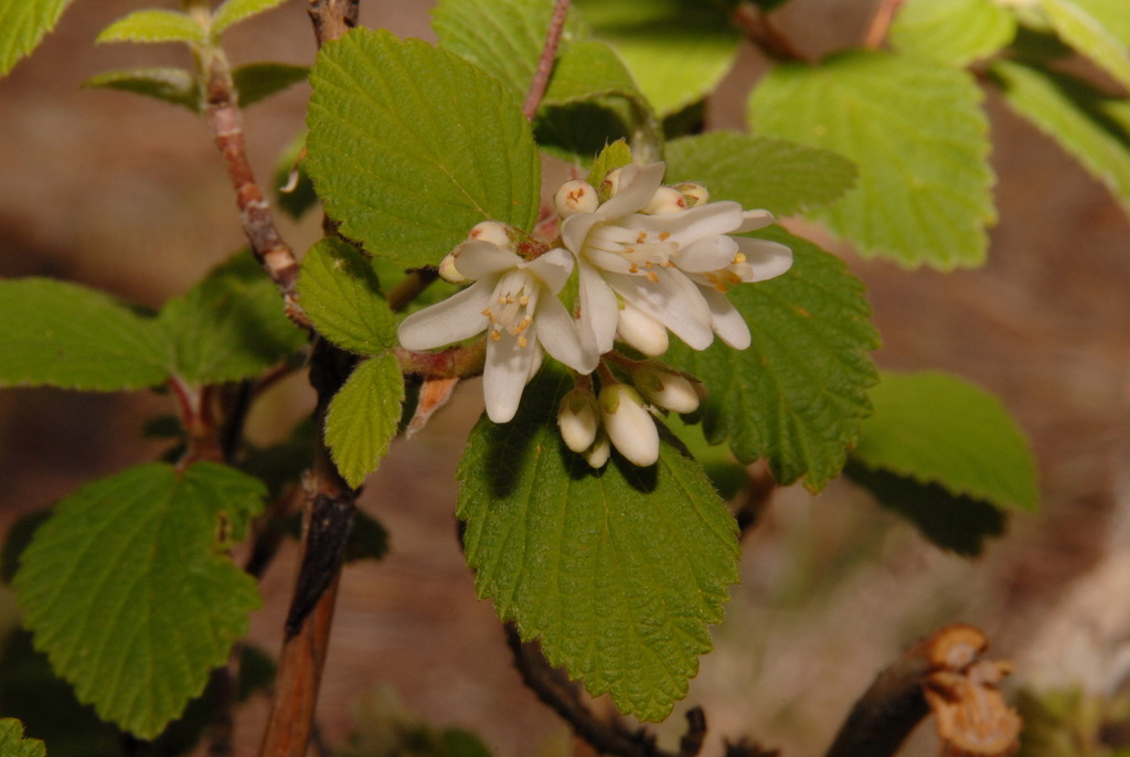 Jamesia americana americana from Evergreen West Central, CO 80439, USA ...