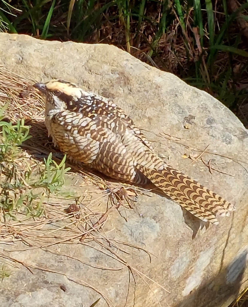 Pacific Koel from Blacktown NSW 2148, Australia on December 20, 2022 at ...