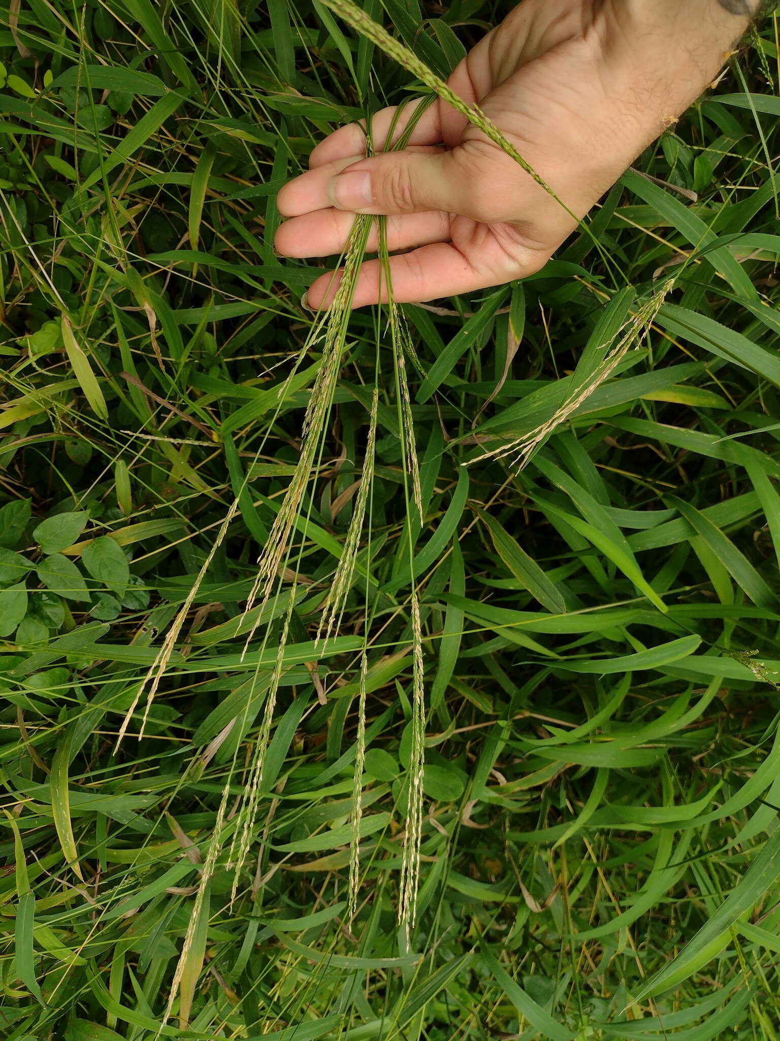 Digitaria setigera Roth