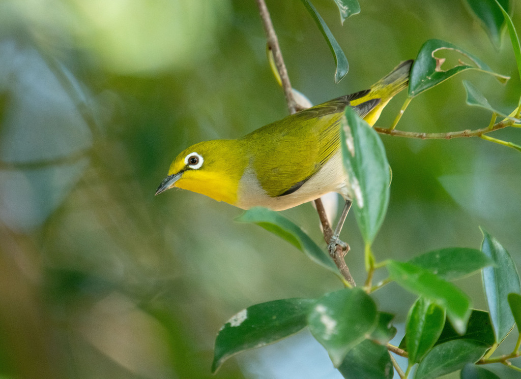Swinhoe's White-eye from 台灣高雄市 on December 20, 2022 at 10:11 AM by Liu ...