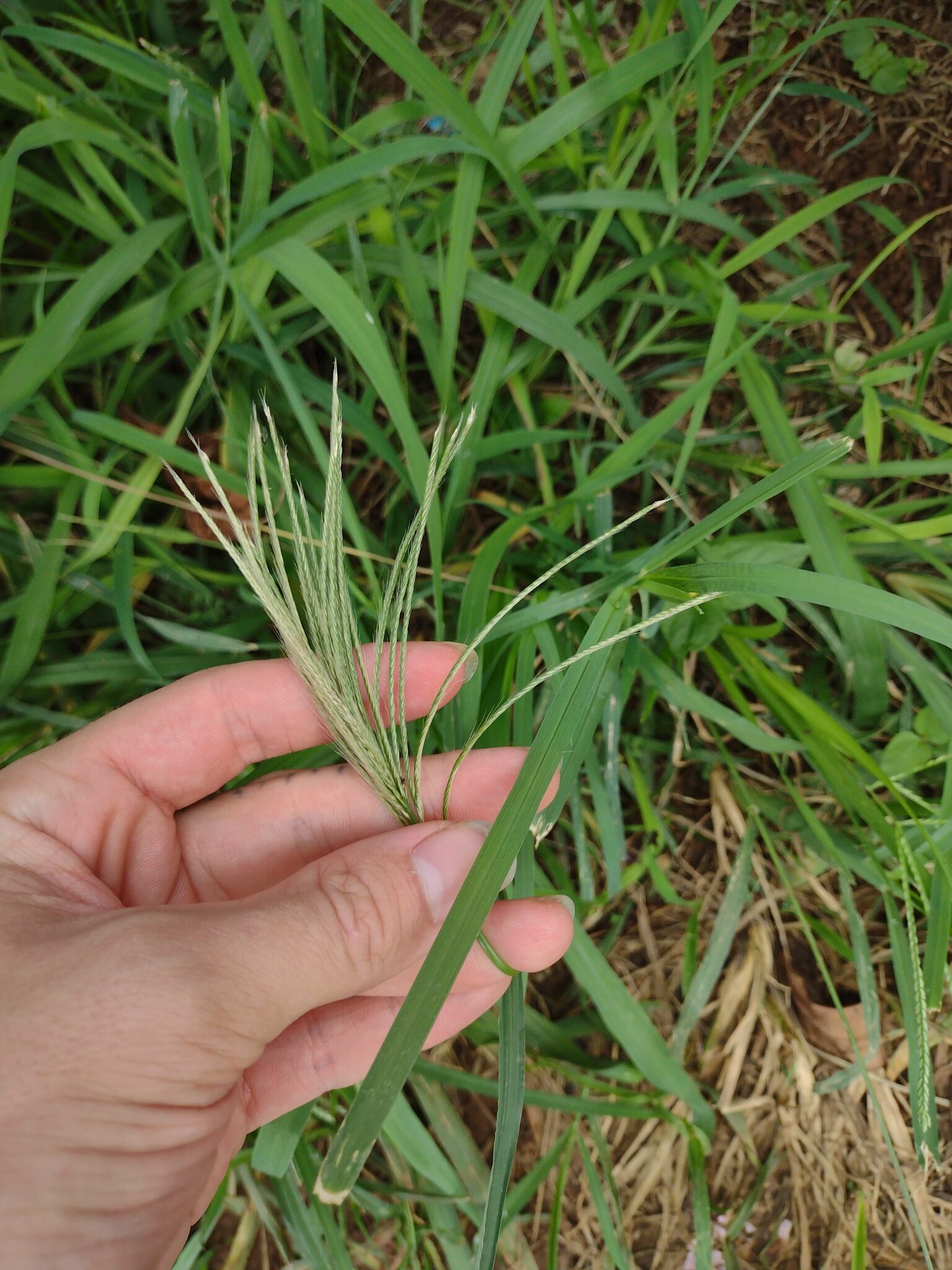 Chloris radiata (L.) Sw.