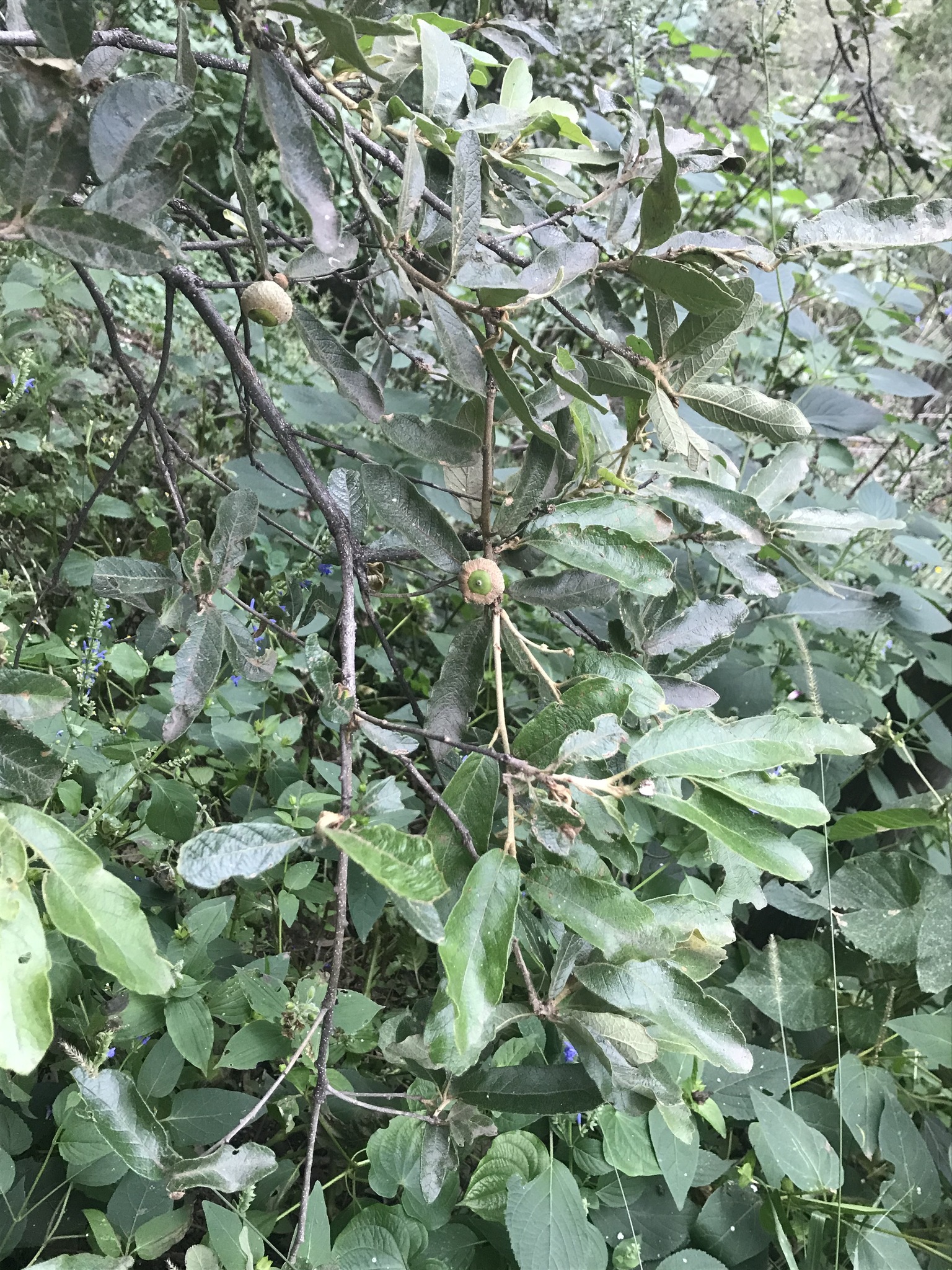 Quercus microphylla Née