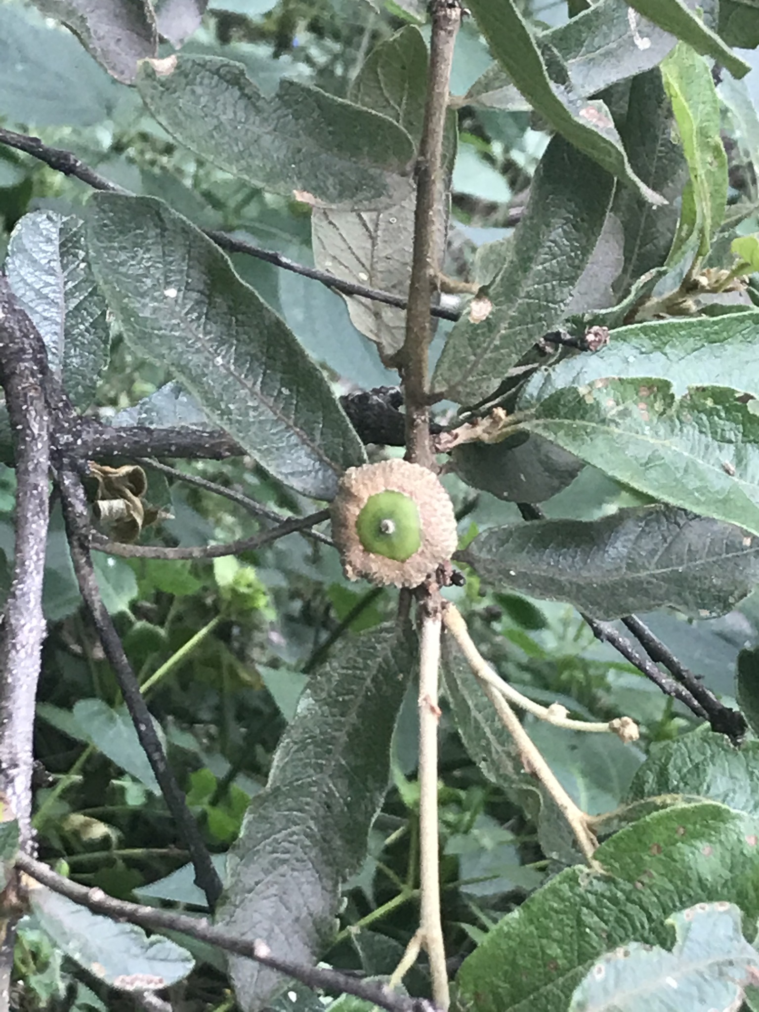 Quercus microphylla Née