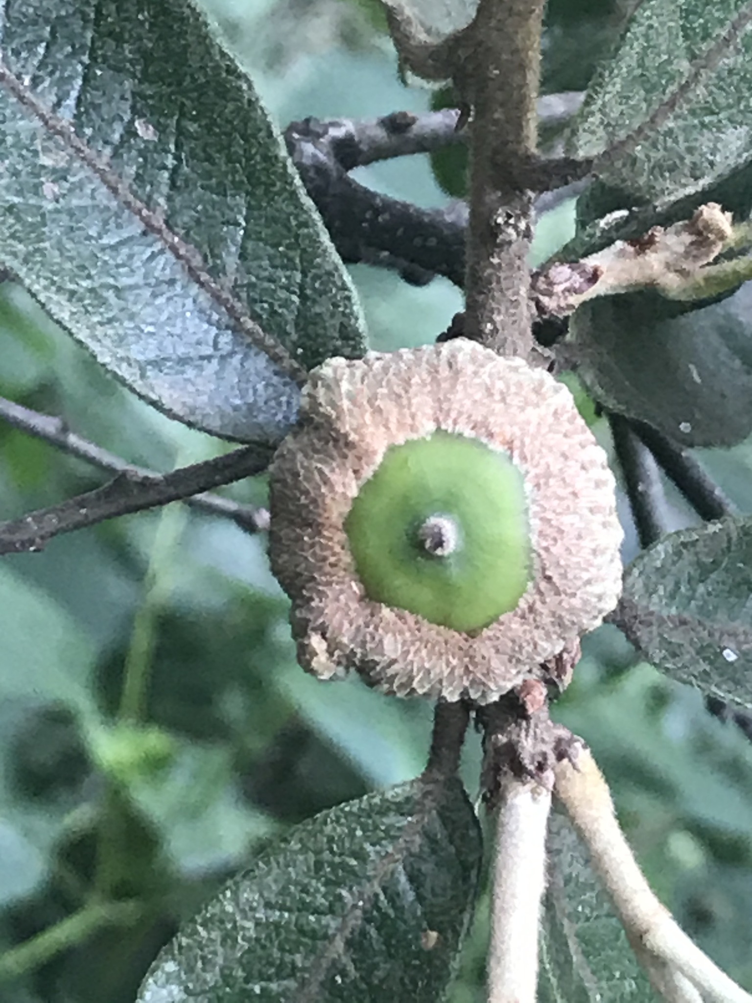 Quercus microphylla Née