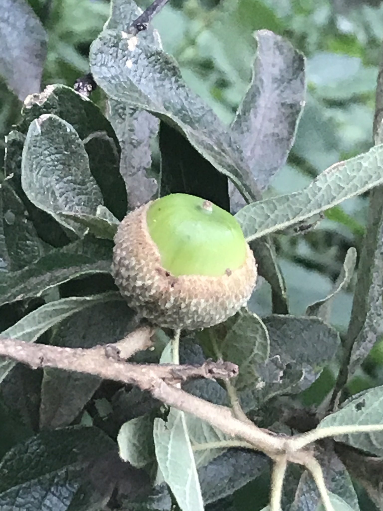 Quercus microphylla Née