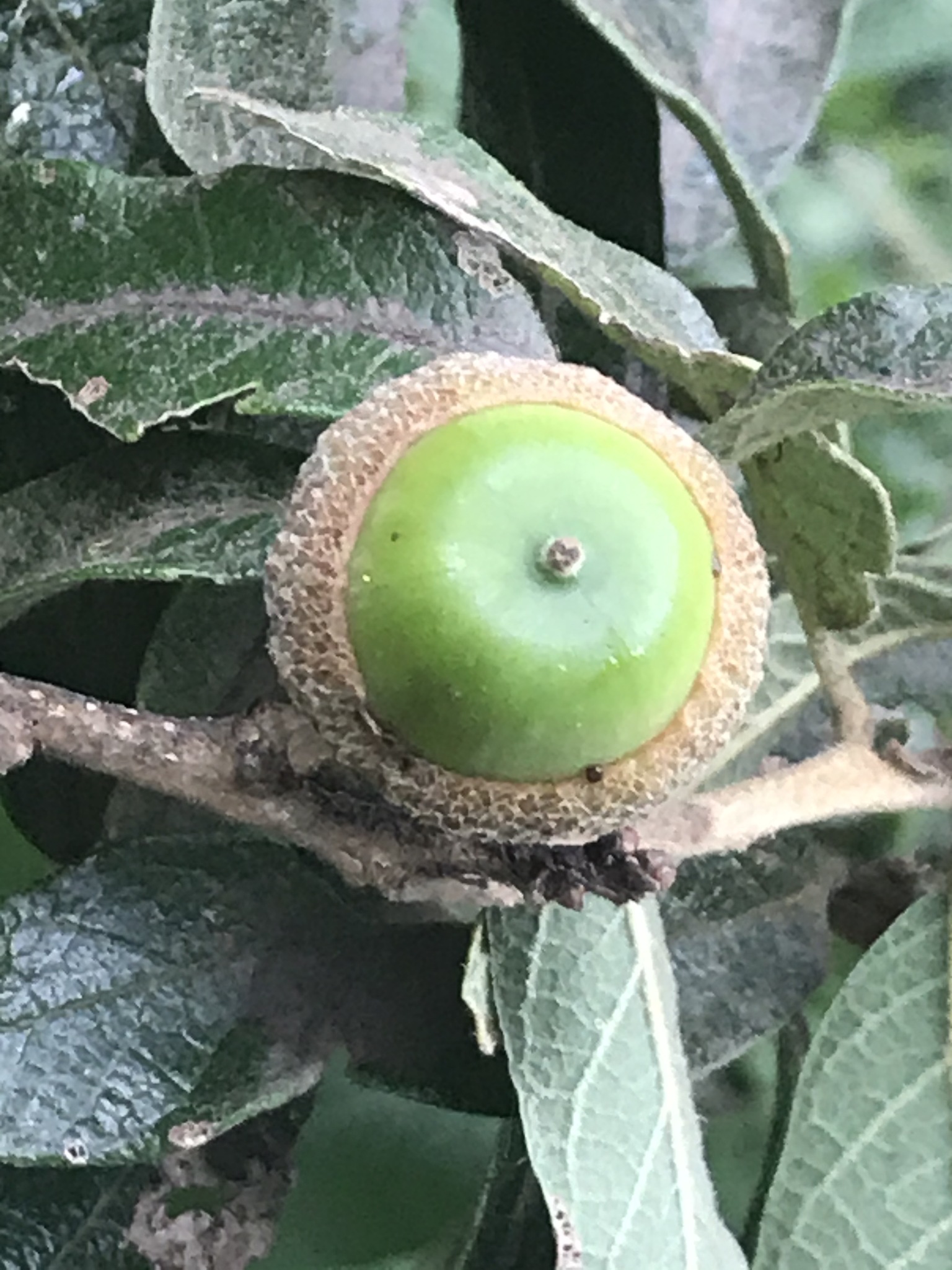 Quercus microphylla Née
