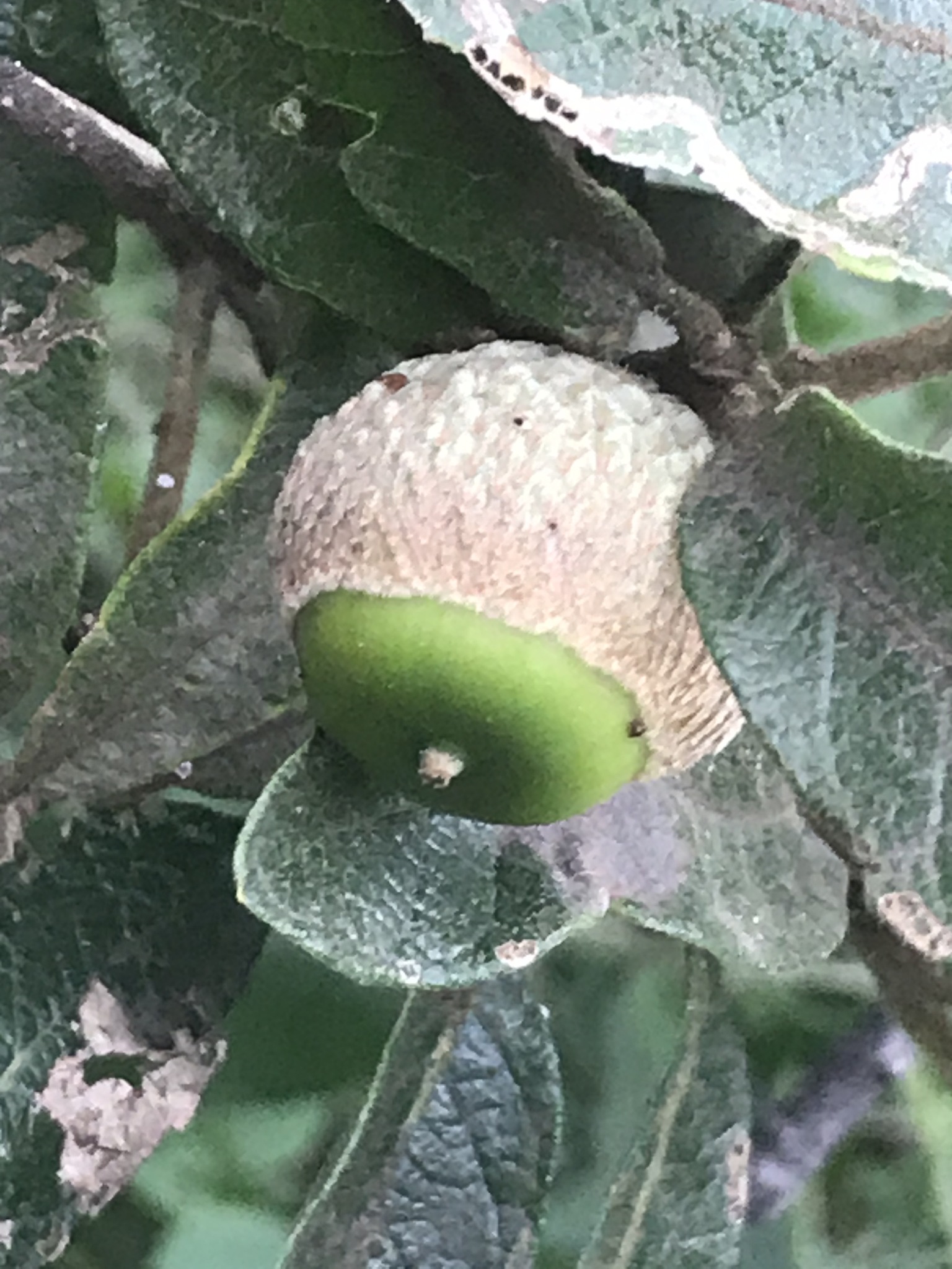 Quercus microphylla Née