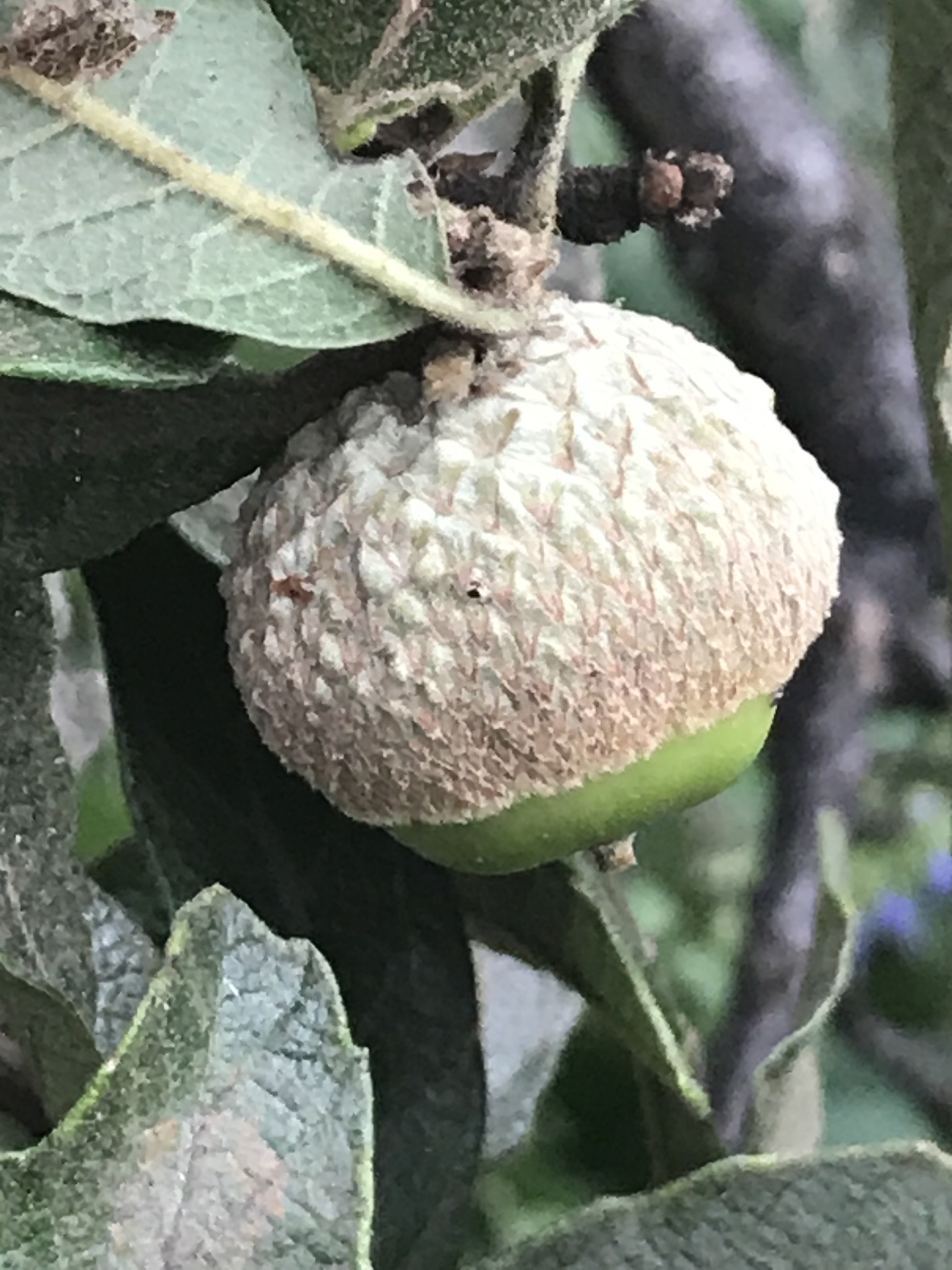 Quercus microphylla Née