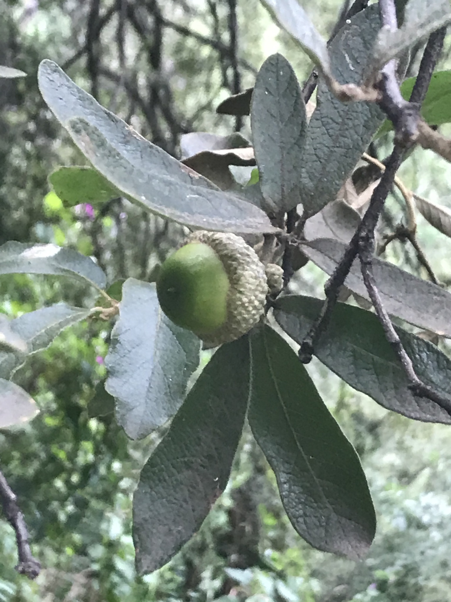 Quercus microphylla Née