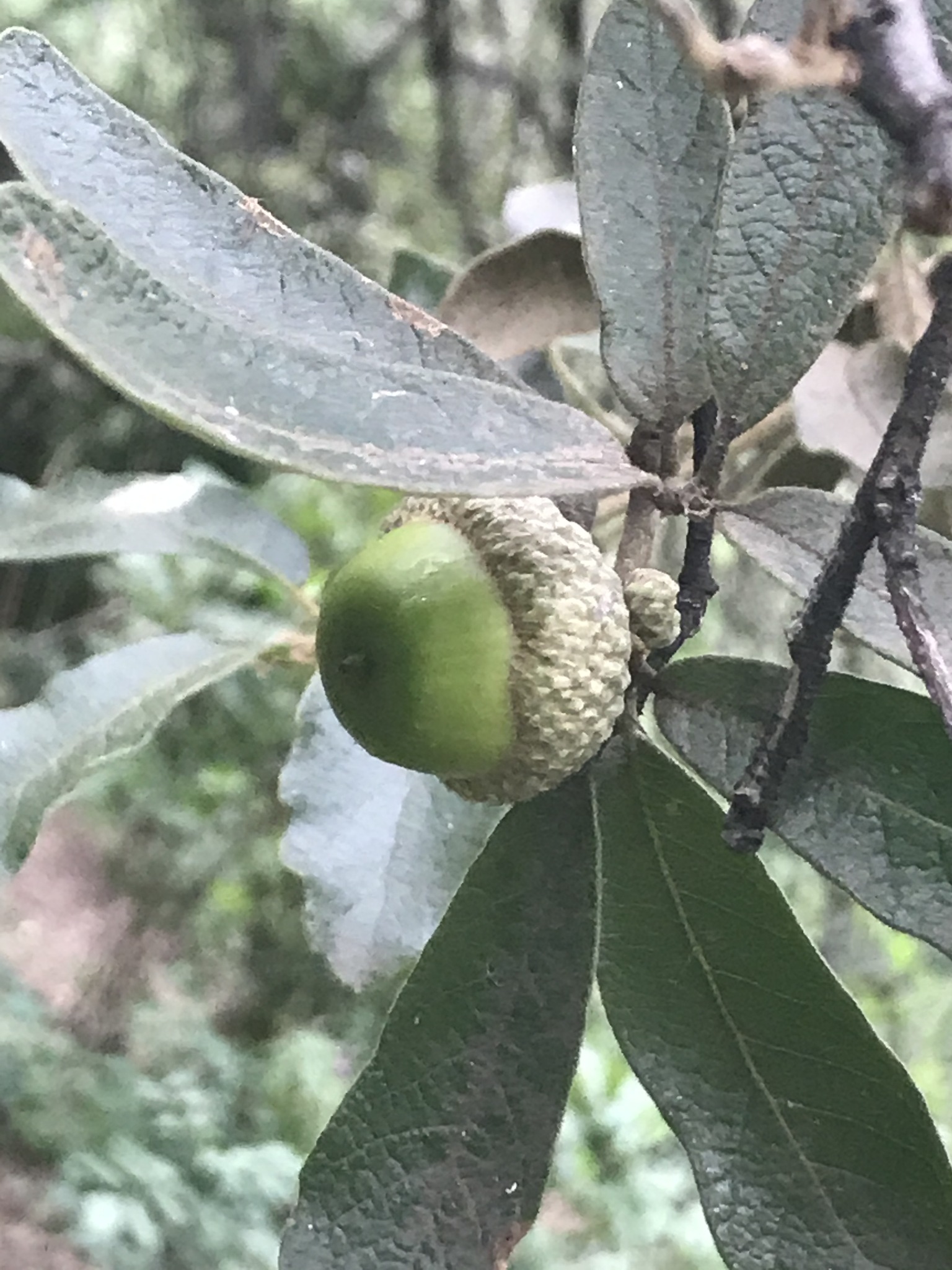 Quercus microphylla Née