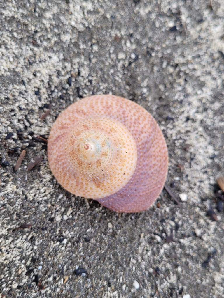 Maurea selecta from Wellington, Nouvelle-Zélande on December 20, 2022 at 06:58 PM by Roland ...