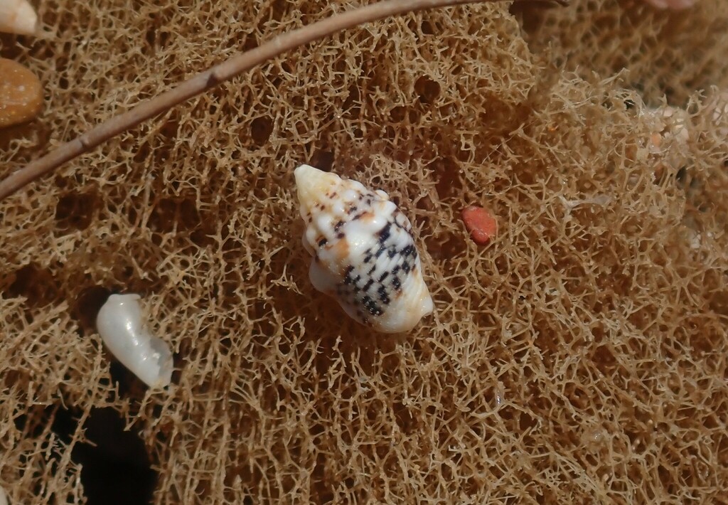 Euplica varians from Woolgoolga NSW 2456, Australia on December 20 ...
