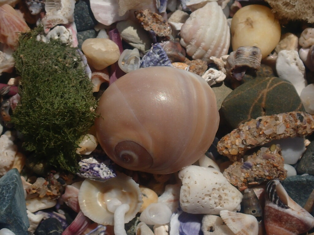 Bladder Moon Snail from Woolgoolga NSW 2456, Australia on December 20 ...