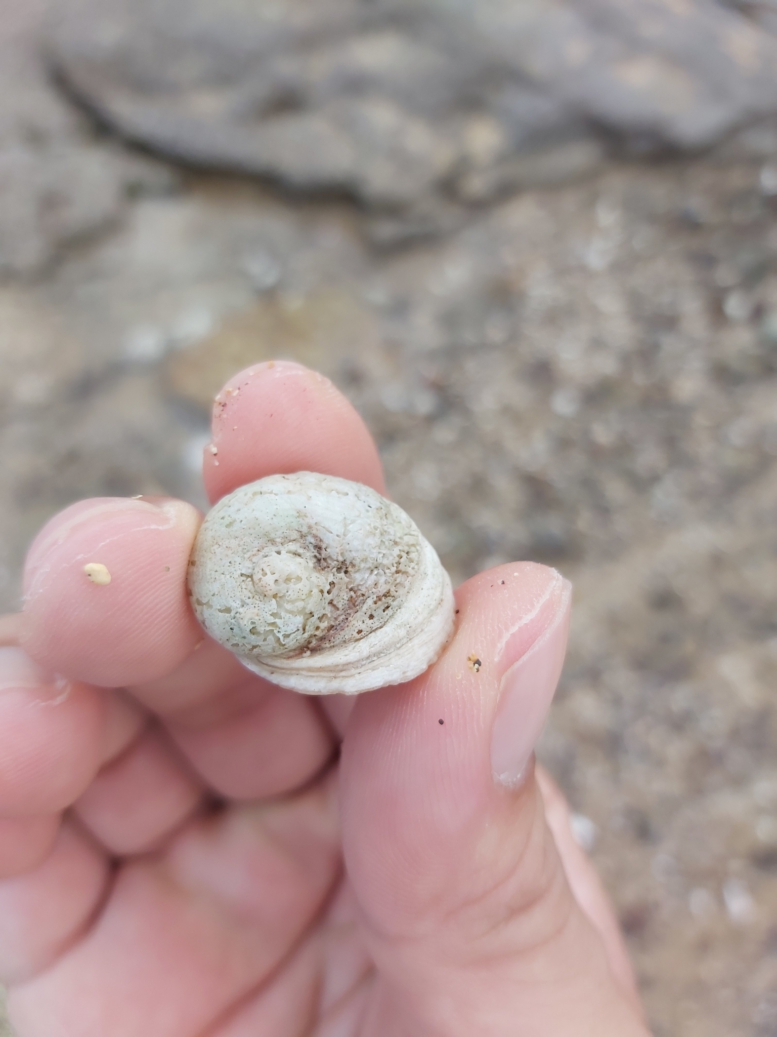 Granata imbricata (Lamarck, 1816)