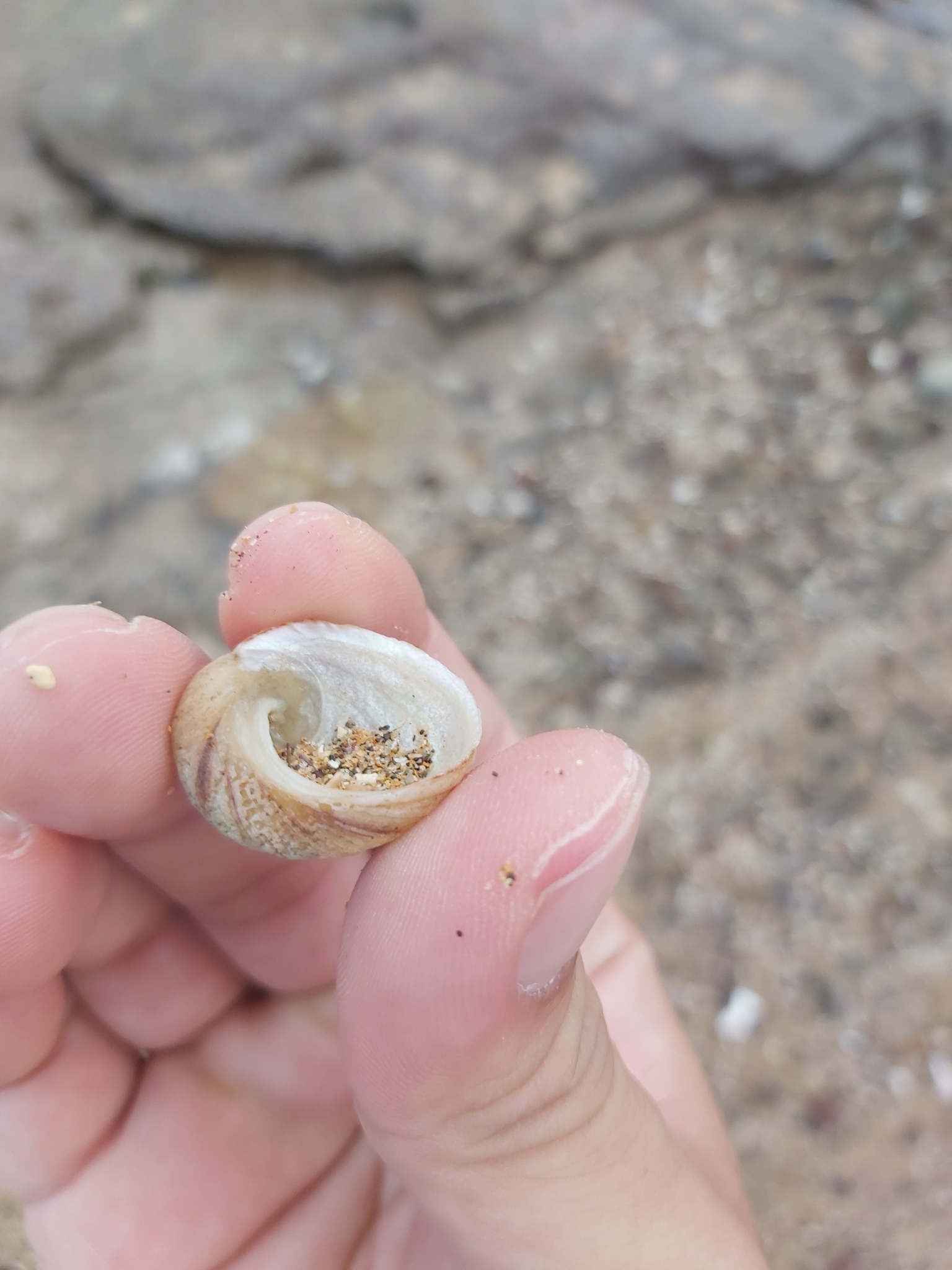 Granata imbricata (Lamarck, 1816)