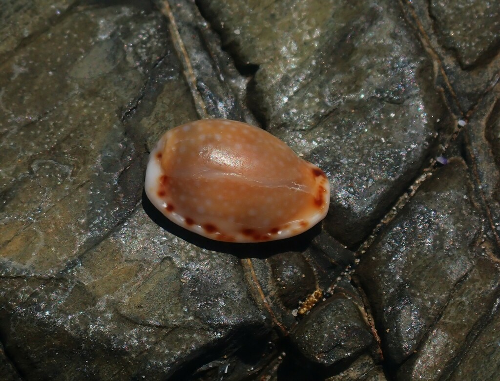 lined-lip cowrie from Woolgoolga NSW 2456, Australia on December 20 ...
