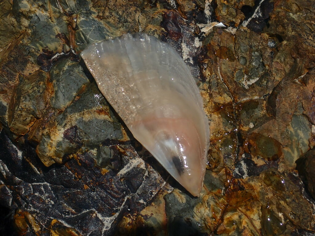 Baggy Pen Shell from Woolgoolga NSW 2456, Australia on December 20 ...