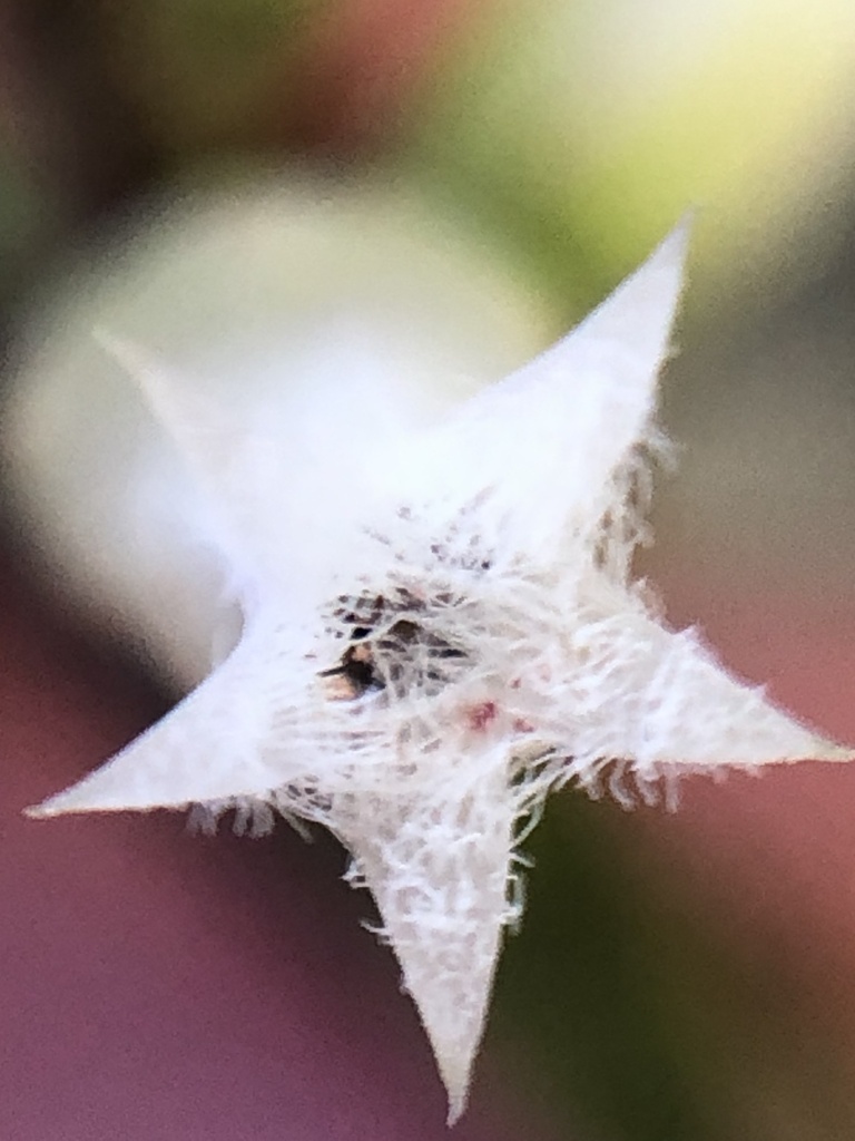 Prickly Beard-heath in December 2022 by craigwelden · iNaturalist