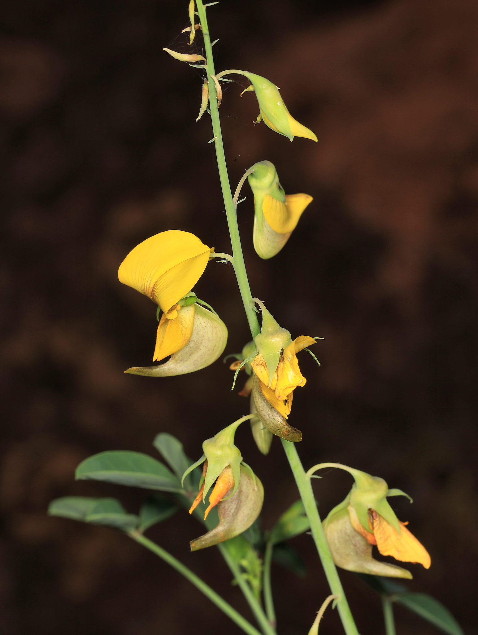 Crotalaria laburnifolia L.