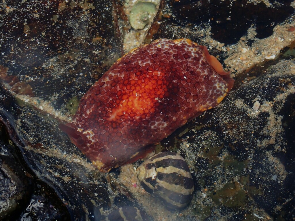 Peron's Pleurobranch from Woolgoolga NSW 2456, Australia on December 20 ...