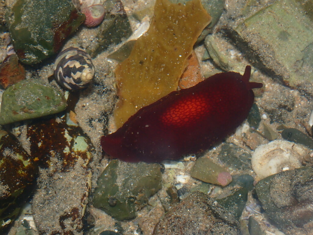 Peron's Pleurobranch from Woolgoolga NSW 2456, Australia on December 20 ...