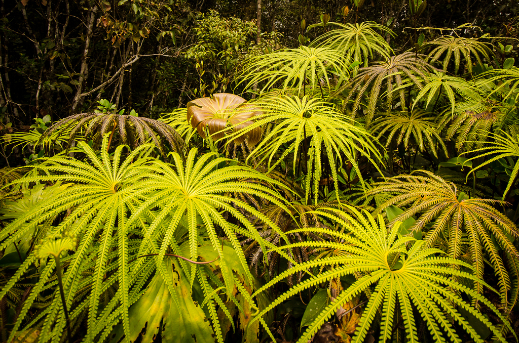 Matonia pectinata from Gunung Ulu Semangko, Pahang, Malaysia on 01 May ...