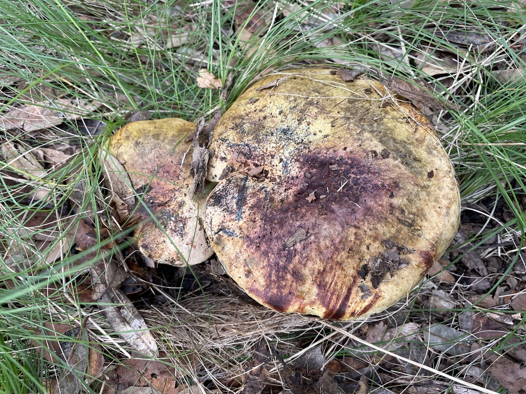 Liver Bolete in August 2022 by Jonathan Frank · iNaturalist