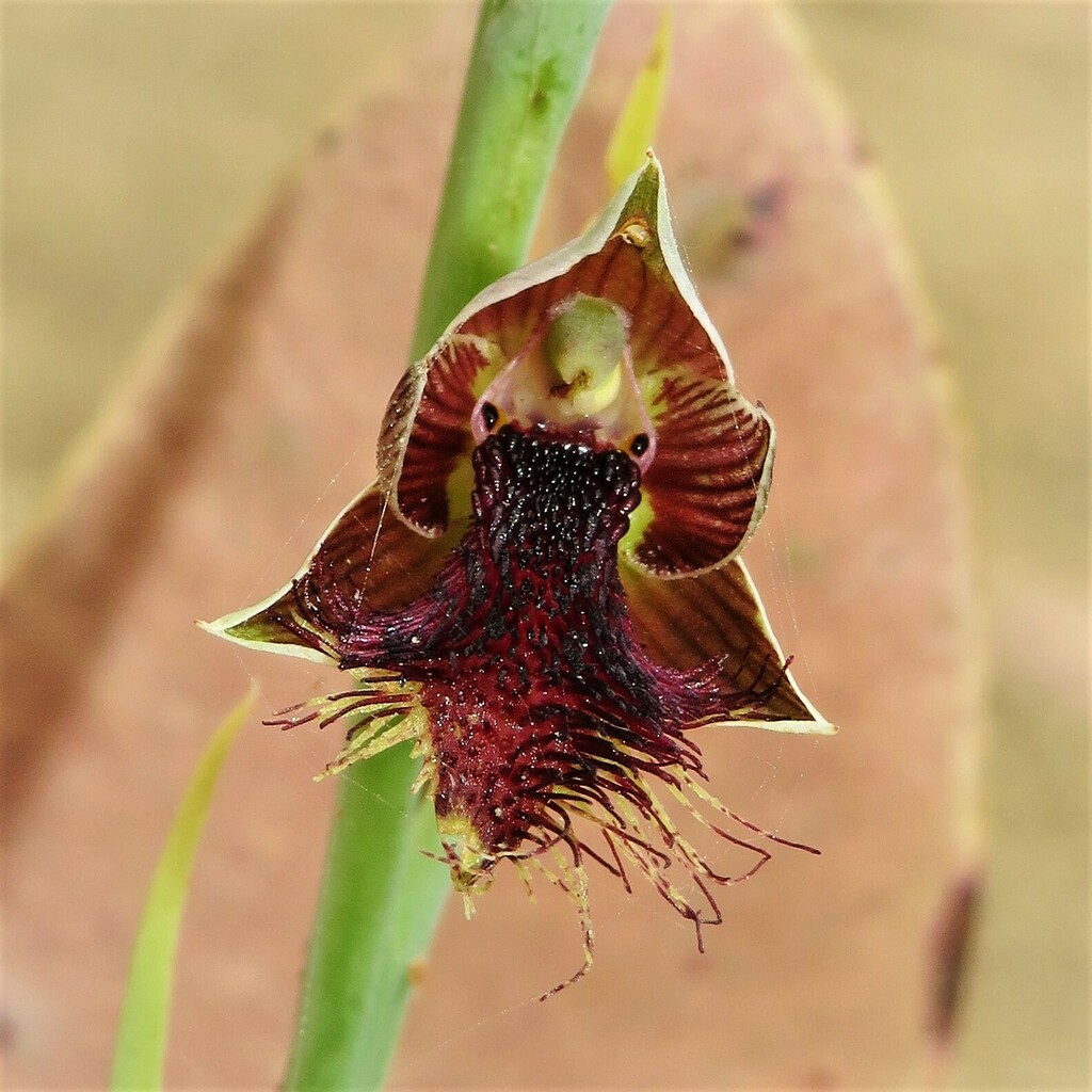 Calochilus therophilus from Wallaga Lake NSW 2546, Australia on ...