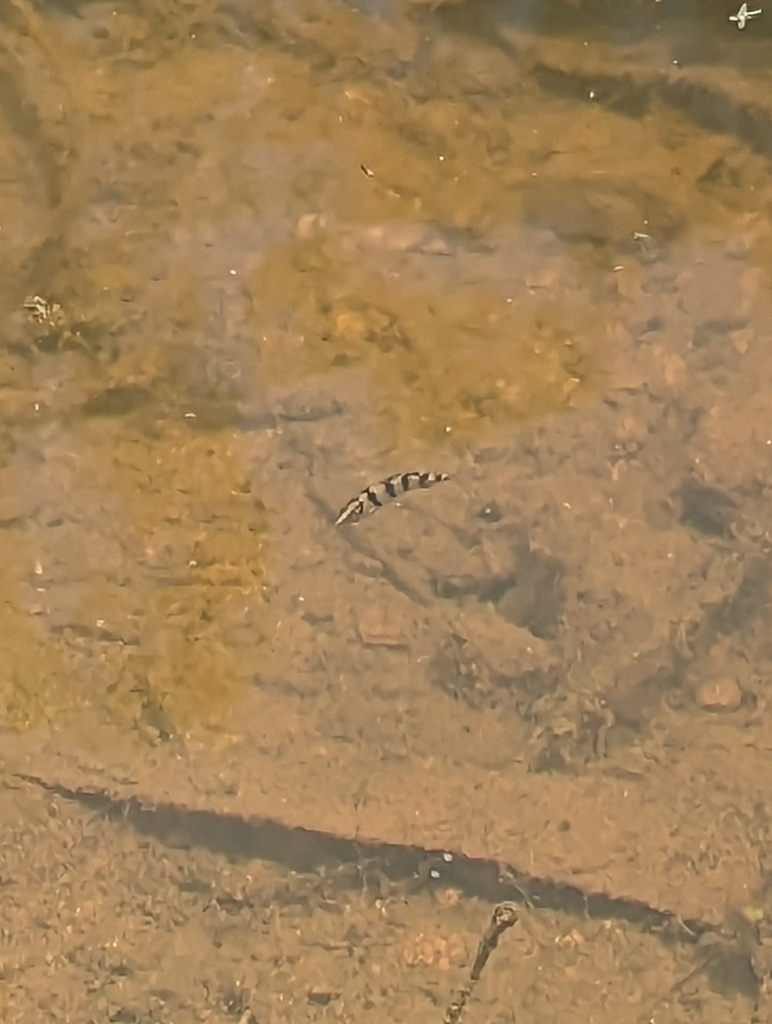 Barred Grunter from Mareeba, Queensland, Australia on December 16, 2022 ...