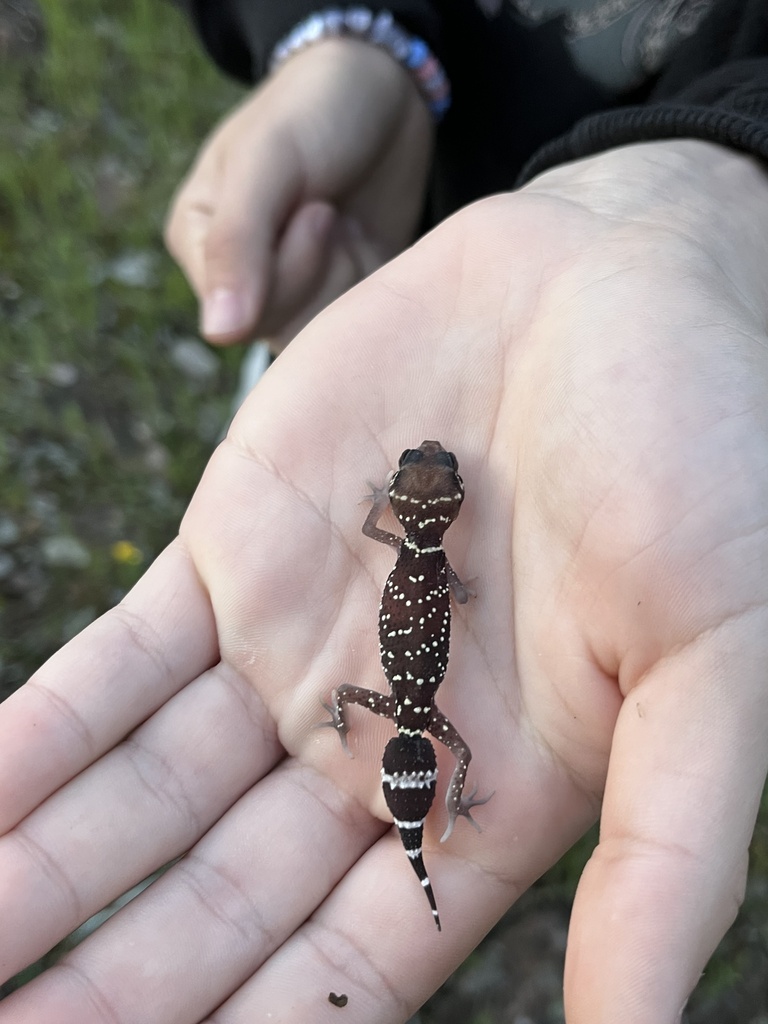 Thick-tailed Barking Gecko from Greater Bendigo National Park ...