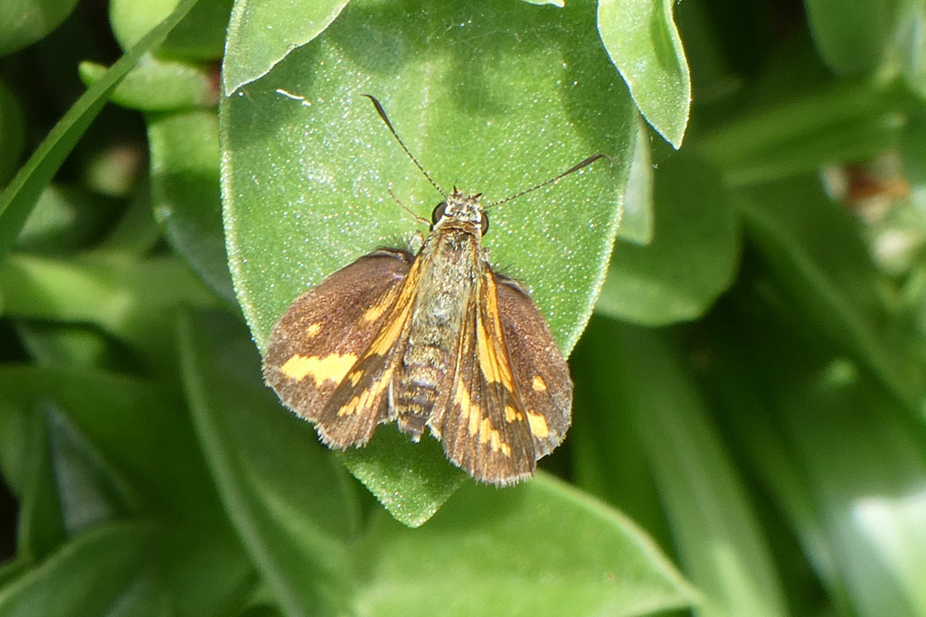 Wide-brand Grass-dart from Stafford Heights QLD 4053, Australia on ...