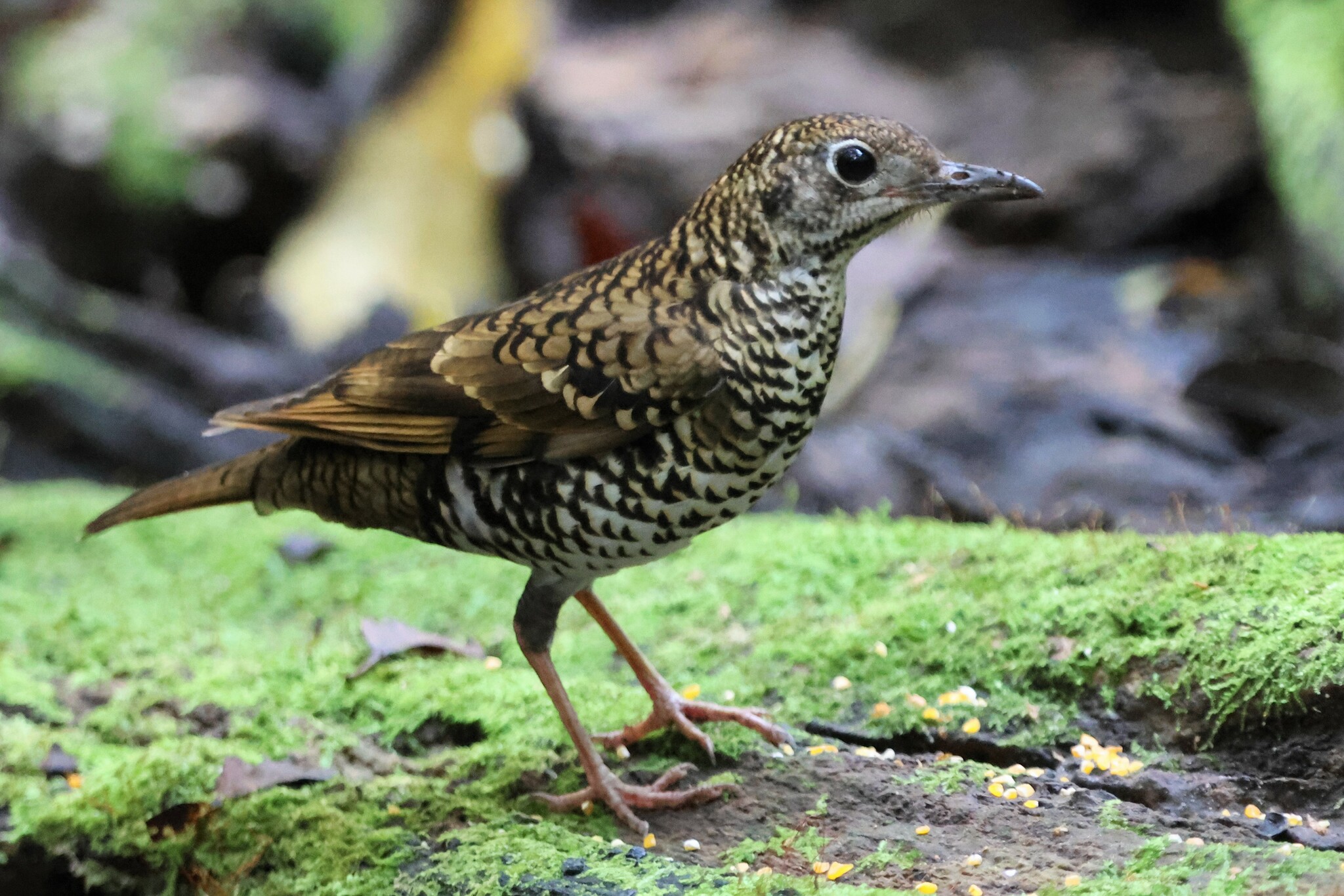 Zoothera dauma (Latham, 1790)