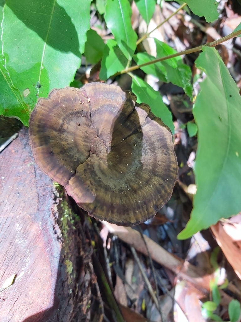red-staining stalked polypore from Pymble NSW 2073, Australia on March ...