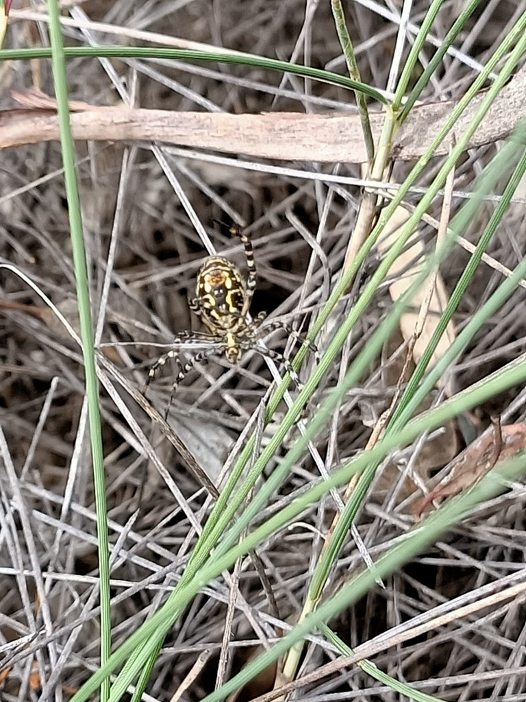 Banded Garden Spider from Wandown VIC 3549, Australia on December 13 ...