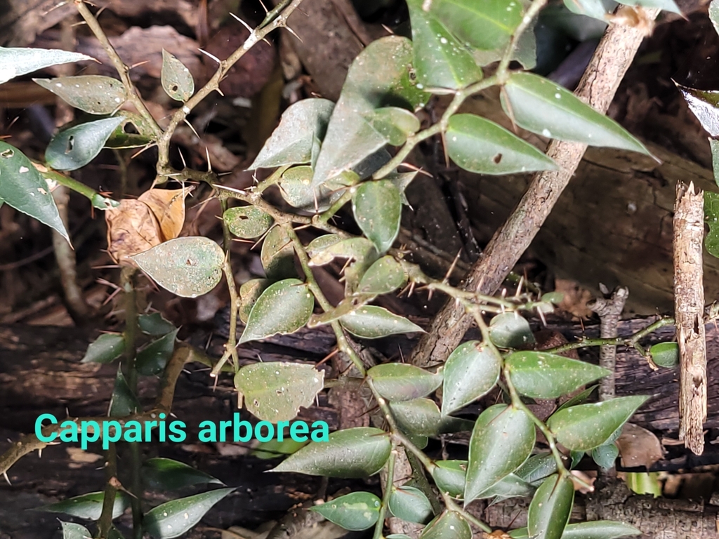 Brush Caper Berry from Jack Smith Scrub Conservation Park on December ...