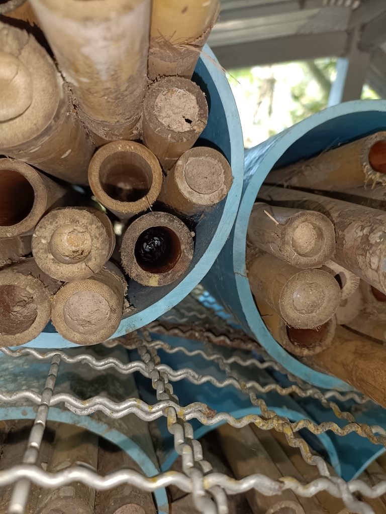 Large Carpenter Bees from HGR4+5RM, Rang Bua, Chom Bueng District ...